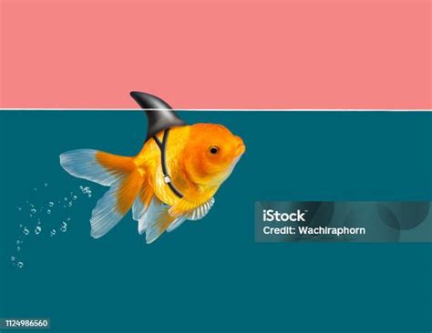 상어 지 느 러 미 녹색 물과 핑크 하늘 배경 황금 물고기 장식 수족관 물고기 수영의 금붕어 황금 물고기와 플립 상어상목에 대한 스톡 사진 및 기타 이미지 Istock
