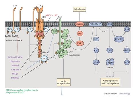 T Cell Receptor Tcr Signal Transduction Is Initiated By The