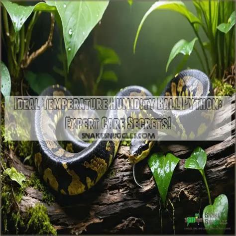 Ideal Temperature Humidity Ball Python Expert Care Secrets