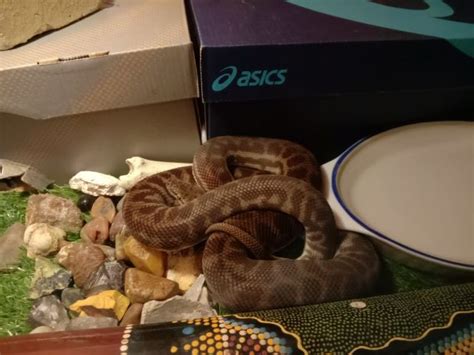 Stimson Python Male Comes Vivarium And Accessories Reptiles Stimson Python Male Comes Vivarium And Accessories Reptiles