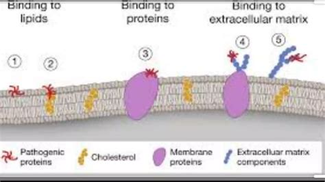 Membrane Binding Proteins Pptx
