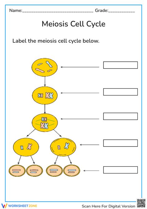 Cell Cycle Coloring Worksheet Cell Cycle And Mitosis Review Worksheets