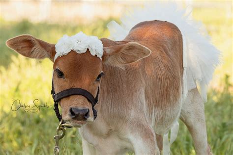Zebu Calf