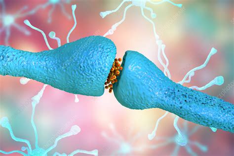 Nerve Synapse Illustration Stock Image F Science Photo Library