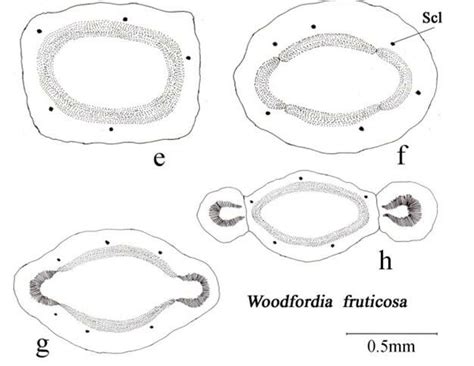 t s of node e f g and h download scientific diagram