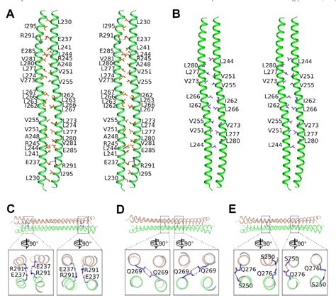 Figure 2 From Trim56 Coiled Coil Domain Structure Provides Insights Into Its E3 Ligase Functions