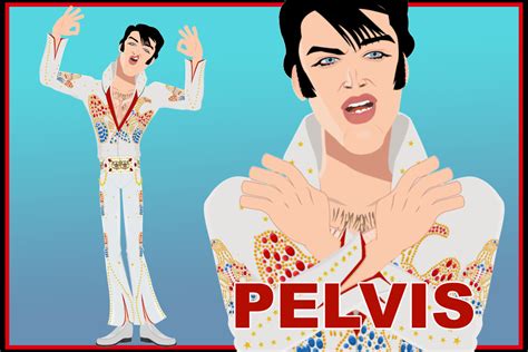 Pelvis Cartoon Animator Actor Reallusion Content Store