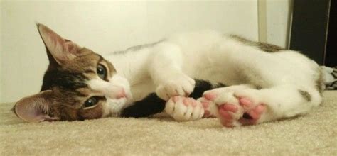 Xander The Cuddle Bug