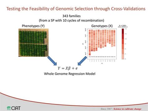Genomic Selection On Rice Pptx