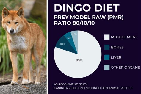 Dingo Diet What To Feed Your Adopted Dingo Part 1 Melody Dexter