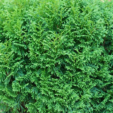 Arborvitae Tater Tot® Proven Winners® Shrubs Proven Winners Direct™