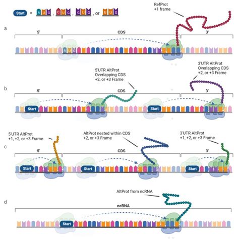 Diversity In The Location Of Protein Coding Sequences Cdss A In A