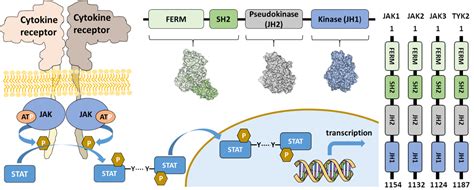 Projects Structural Immunology Tampere Universities