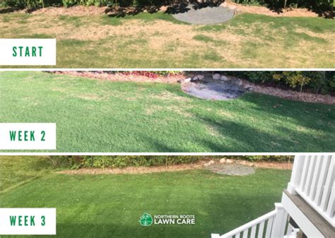 Spring Lawn Issues In Minnesota Northern Roots Lawn Care