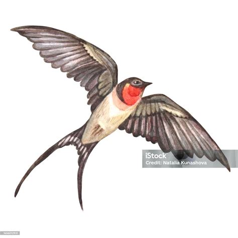 수채화 물감은 하얀 배경에 고립된 하늘에서 날아다닌다 손으로 그린 봄과 여름 새는 카드나 결혼 축하를 위해 초대합니다 스티커 또는 책과 스케치북용 클립아트 벽지 검은색에