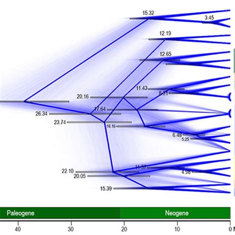 Chronogram Of The Bayesian Analysis And The Divergence Times For The Download Scientific