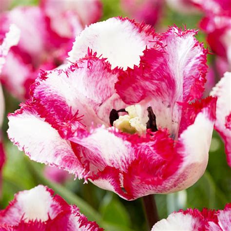Tulip Raspberry Ripple For Sale Online In Eu Directly From Holland