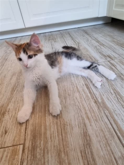 Подарявам малки котета