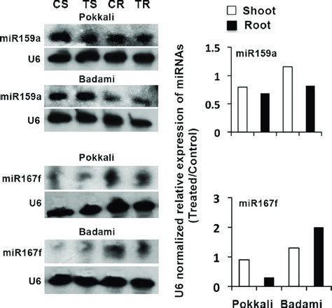 Northern Blots Showing Expression Of Two Conserved Mirnas In Root R Download Scientific