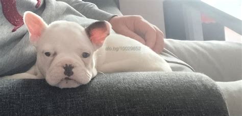 Френския булдог Фландърско бувие 2 месеца Мъжко Чистокръвно Кучета