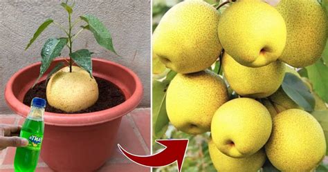 How To Grow A Pear Tree From Pear Fruit Using These Secrets Grafting Pears Made Easy Crafty