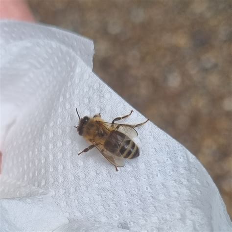 What Type Of Bee Rbees What Type Of Bee Rbees