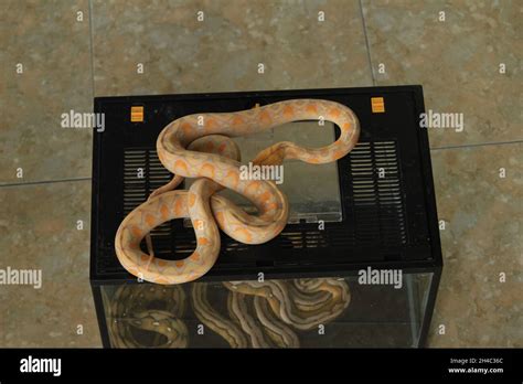 White Python With Exotic Skin Color And Pattern White Python With
