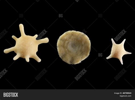 Foraminifera Marine Image And Photo Free Trial Bigstock