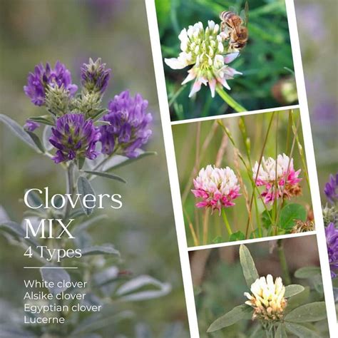 Special Mixed Clover Seeds Vibrant Garden 4 Types Clover