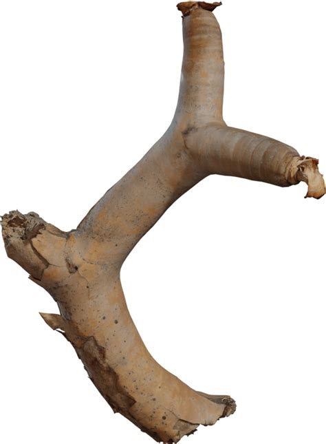 Dead Quiver Branch 01 Model • Poly Haven