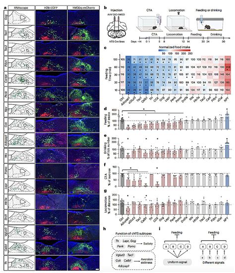 Neuronal Subtypes Study Uncovers Parallel Gut To Brain Pathways That