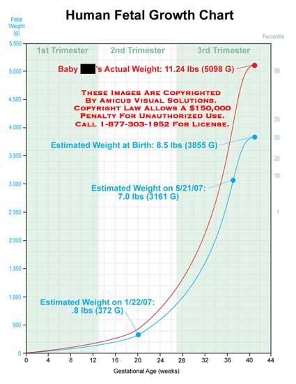 Human Fetal Growth Chart Ponasa