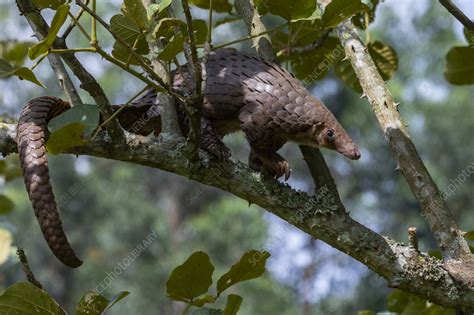 Tree Pangolin Stock Image F Science Photo Library