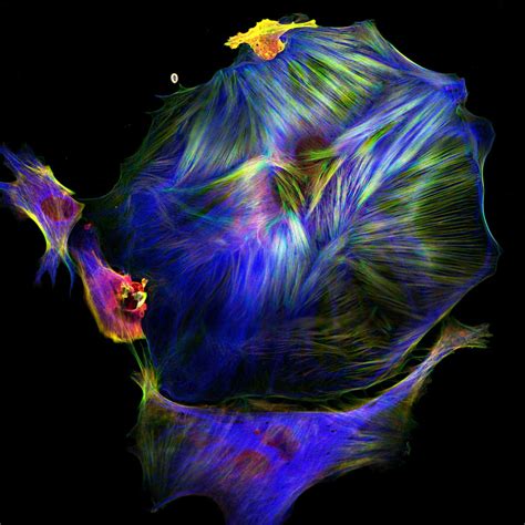 Immunofluorescence Neurons Are Some Of The Most Complex Cells In Our