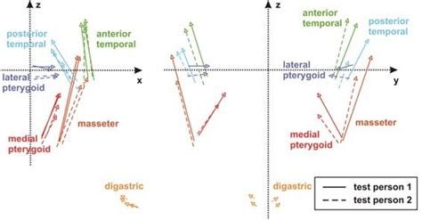 Lines Of Action According To The Centroids Of Insertion And Origin Download Scientific Diagram