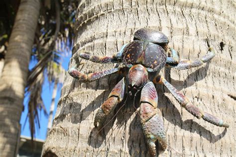 Coconut Tree Crab Facts Worlds Largest Land Arthropod