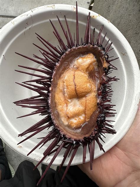 What Does Sea Urchin Taste Like Sea Urchin Uni Roe Euro Usa