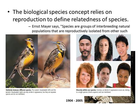 Speciation Microevolution What Is A Species The Morphological