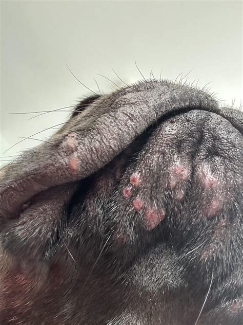 Can Anyone Give Some Advice My Frenchie Is Getting These Spots Under