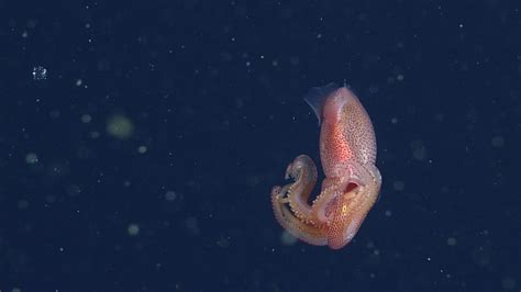Squid With One Eye