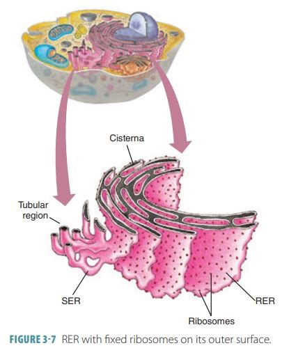 Cytoplasm Cytosol Organelles Structure Structure Of The Cell