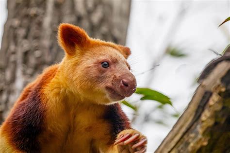 Tree Kangaroo Pictures