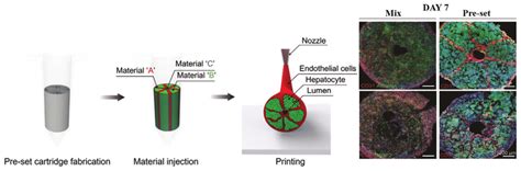 A Schematic Diagram Of The Pre Set Extrusion 3d Bioprinting Technique