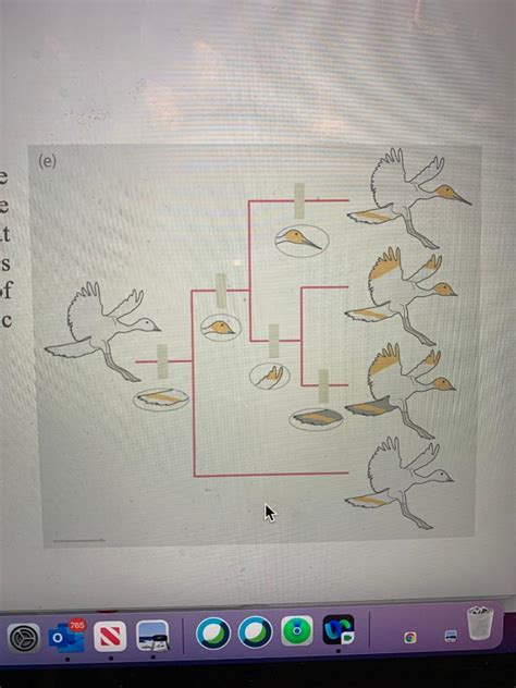 Solved Is There More Than One Monophyletic Clade Depicted In