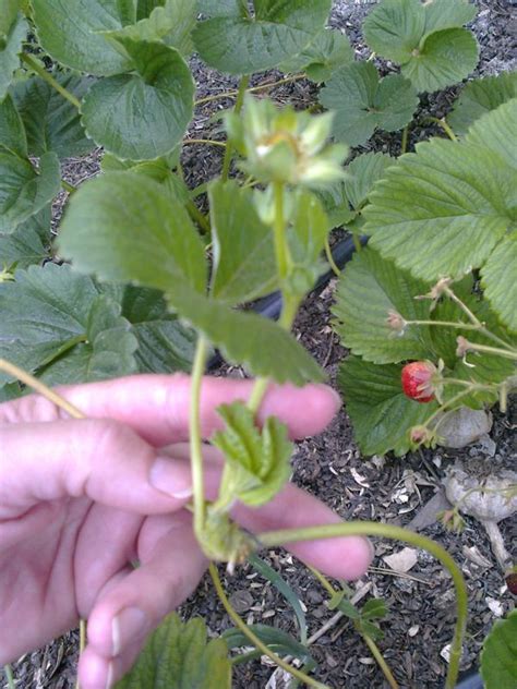 Секреты успеха или как получить отличный урожай садовой земляники земляника Garden Plants