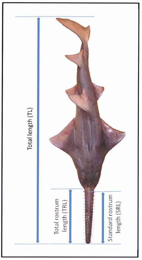 Morphological Measurements Derived From Sawfish Captured Download Scientific Diagram