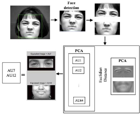 Detection Pair Of Action Units Per Human Face Image Download Scientific Diagram