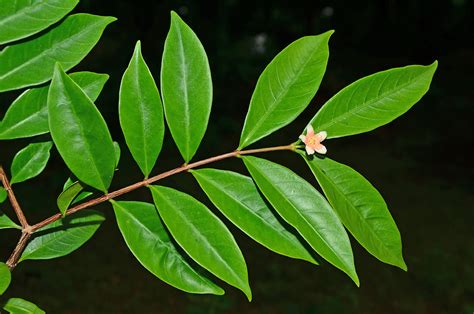 Wrightia Palawanensis Apocynaceae