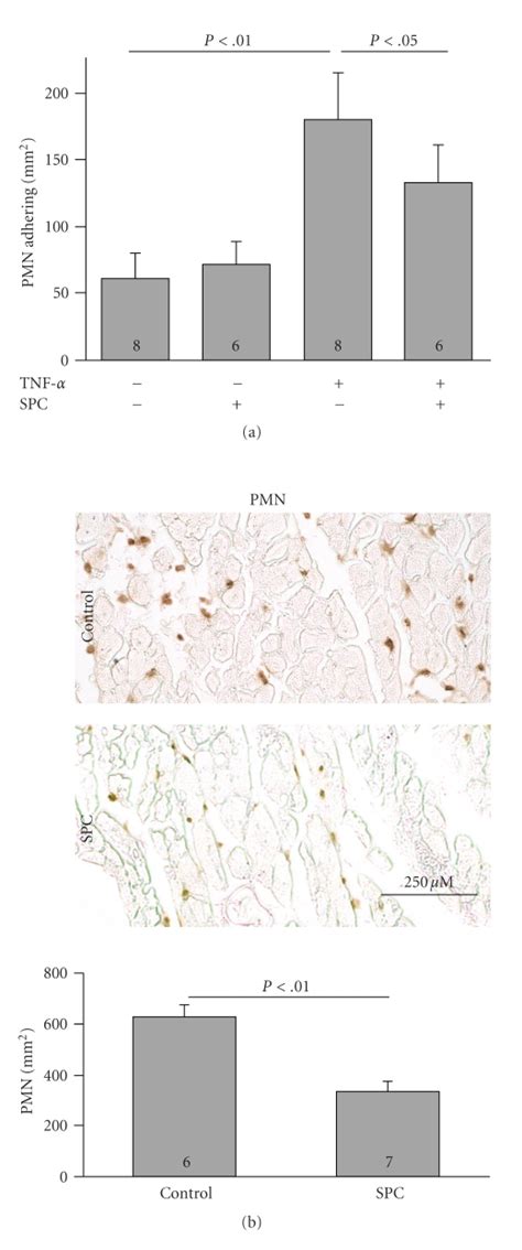 Spc Inhibits Pmn Adhesion To Activated Endothelium Under Flow In Vitro