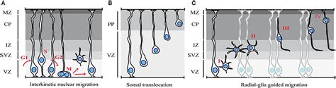Modes Of Migration In The Cortex A Interkinetic Nuclear Migration Download Scientific